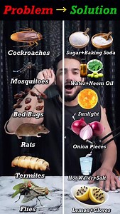 🐜🦟🏡 Agar aap chahte ho ghar ko naturally pest-free, clean aur safe rakhna, to ye simple home remedies aapke liye game changer ho sakti hain! 🏡✨ Sirf ek cheez change karo – chemical spray chhod ke natural solutions use karo! ✅ Cockroach problem? Cheeni me baking soda mix karke kone-kone me rakh do. ✅ Mosquitoes zyada hain? Paani me neem oil mila kar room me chhidkaav karo. ✅ Bed bugs (khatmal)? Bistar aur gaddo ko dhoop me acche se rakh do. ✅ Rats / Chuhey? Pyaaz ke tukde kaat kar un jagah ra