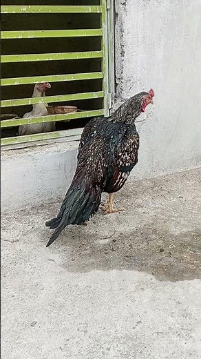 out class 😁😁 java murgha so beautiful