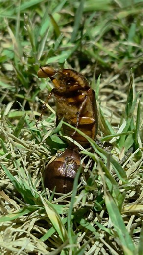 I have never seen beetles mating like this before. Is it usual for this to happen while the female is trying to dig her way underground? | Diary of a Coddiwompler