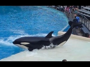 Kalia Belly Breakspin Training Session