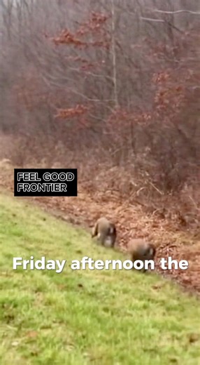 Rhesus Monkeys Escape! #monkeys #shocking #basedonatruestory #News | Feel Good Frontier