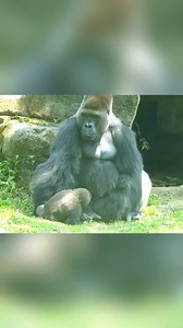 216K views · 5.7K reactions | Playtime Adventures A Baby Gorilla and Dad's Day of Fun!殺轢殺 轢 #GorillaMom #MotherlyLove #StrongAndLoving  轢❤️ 癩 轢 轢  #WildlifeLove #WildLove #UnbreakableBond ‍ #NatureIsBeautiful  #MotherAndBaby 癩  #ProtectiveMom | Gorilla's Momotaro | Facebook