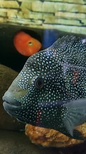 Something's Fishy! 🐟 Fish have been on Earth for more than 500 million years! There are about 32,000 living species of fish in the world today! Fish are vertebrates, meaning they have backbones. They are also cold-blooded animals. About half of all fish types live in fresh water. The Emperor Valley Zoo is home to a range of fresh water fish. Visit the zoo to see some of our fishy friends on display daily! 🐠 #Fish #EmperorValleyZoo | Emperor Valley Zoo