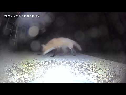 The fox that comes out at night is BACK!!