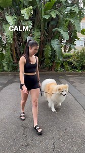 13K views · 282 reactions | If you struggle to walk your dog on a...