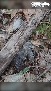 1.9K views · 230 reactions | Did this fall during a meteor shower? #adventure #vermont #treasurehunt #metaldetector | Green Mountain Metal Detecting | Facebook