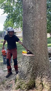 Robert tree cutting service 🌲 giant tree cutting, contact for tree cutting service #roberttreecuttingservice #robert_climber #viralreels #viralpage #reels2023 #homeservices #treeservice #treelife #firetree #viralvideo | Robert Climber