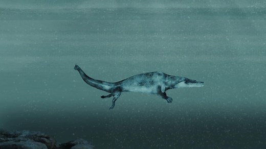 As whales evolved to live in water, their bodies underwent dramatic change | The Mystery of the Walking Whale