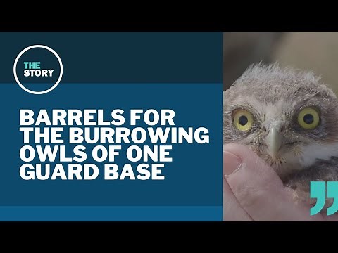 How barrels helped bring eastern Oregon's burrowing owls from the brink