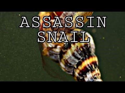 ASSASSIN SNAIL : Care, Feeding, Breeding & Tankmates