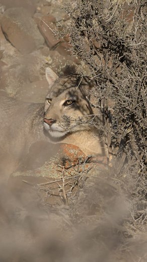 34K views · 4.6K reactions | (English in the comments) PUMA, EL...