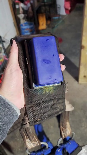 He's a handsome lad #cheviot #cheviotsheep #northcountrycheviot #sheepfarming #sheeptok #sheepfarming #lambing2023 #agtok