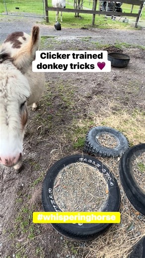 1.2K views · 13 reactions | Whispering Horse - Clicker Training Equines on Reels | Facebook