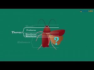 Class-6-Science-Ch-13-Body Movements-Topic- Gait of a Cockroach