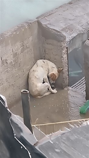 A dog left chained in the cold rain outside his home in Mexico City has been rescued after a neighbor’s video went viral, sparking action from local animal welfare officials. — [Full story in cᴑmments]👇 #DogLoversUSA #AdoptDontShop #RescueDogsOfAmerica #ForeverHome #DogRescueLove #FurFamily #HopeForPaws #RescueMission | The Rescue Bond