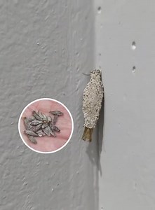 441K views · 432 reactions | Always check the walls of your house regularly for these insects... Check  | Feedy Life Hacks | Facebook