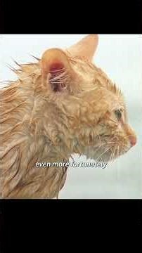 A fish grabbed the little cat's tailand actually tried to eat it！ #animals