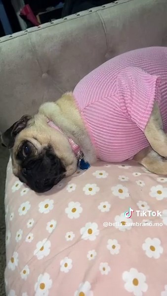 Pug Breed Insights and Care Tips