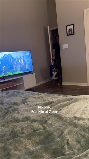 Understanding Bernese Mountain Dog Behavior at Night