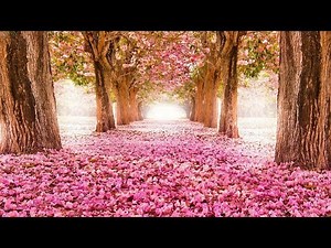Top 40 Prettiest Flowers Wallpapers, Flower Delivery, Beautiful Flowers Destop Wallpapers 2018
