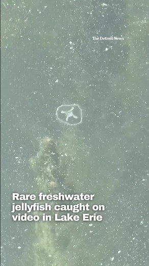Rare freshwater jellyfish caught on video in Lake Erie