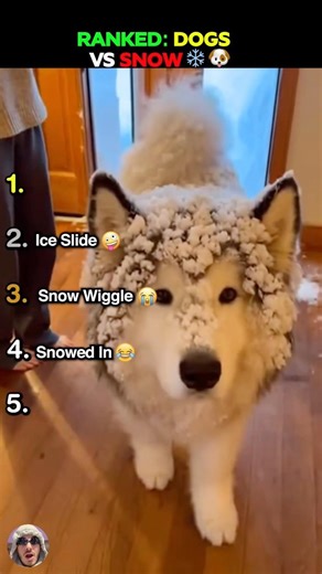RANKED: DOGS VS SNOW