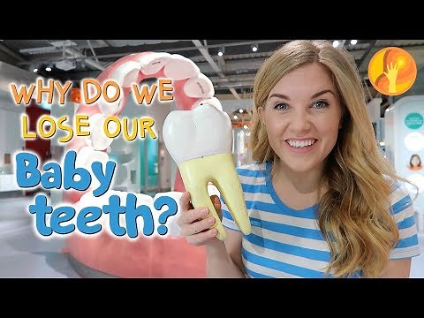 Why do baby teeth fall out? | Maddie Moate