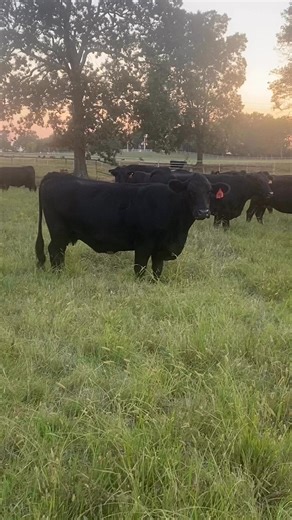 116 Bred Cows 2,850 Per Hd More videos below in the comments Here is an excellent set of older cows. (Mix of SS/broken mouth) Everyone of them has had their vaccinations/dewormer for the Fall of 2025. Recently Preg checked. Majorly is 4-6 Months bred (a handful will be farther along) Guaranteed bred Full vaccination program Selling in 10 head groups. Pot loads will be discounted Shipping Available Located in Sallisaw, Oklahoma Call or Text Kyle McGowan 918-315-5422 | K7 Cattle Co.