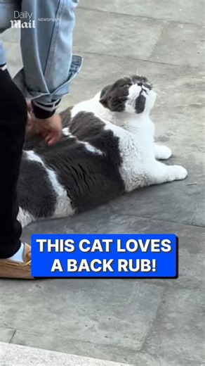 This big boy just wants to relax | Daily Mail Video