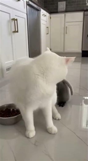 penguin scares cat 😂 #funnyanimals #animalshorts #viralshorts