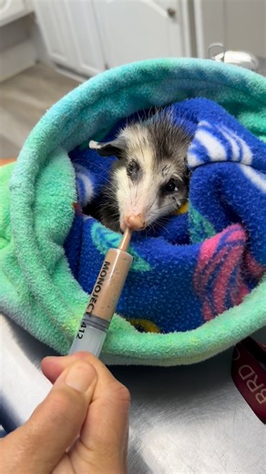 20K views · 603 reactions | This young opossum came to us after being...