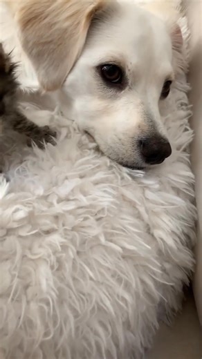 34 reactions | ✨Just a reminder that everything is going to be okay✨ Isn’t the sound of a kitten purring one of the most calming sounds in the world? Well turns out there may a scientific reason why! The frequency of a purr is between 20-150 Hertz, and it is thought to promote healing, reduce stress, lower blood pressure, reduce the risk of heart disease, and so much more! So go grab your cat today if you need some calming vibrations❤️ | Kittyboyandfriends | Facebook