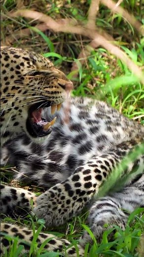 The hidden secret of Two African Leopards