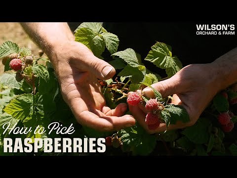 How to Pick Raspberries!