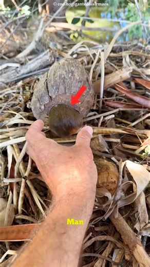 A Tiny Surprise Came Out of the Coconut #shorts