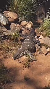 Dwayne “the rock” Monitor Lizard 🦎Exploring Rock Monitor Lizards: Masters of Rocky Hideouts! 🪨🔍 Let's take a closer look at Rock Monitor Lizards – these fascinating creatures that really know how to rock the rocky scene! 🏞️🌿 Did you know? These guys are fantastic climbers, handling cliffs like pros. Strong limbs and sharp claws make them the acrobats of their rocky playground. 🧗‍♂️💪 Plus, they play a crucial role in keeping the ecosystem in balance by managing bug and small critter popula