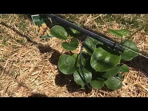 Gravity Water Fed Drip Irrigation - It Works!