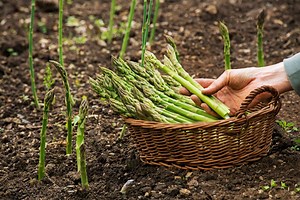 When and How to Harvest Asparagus