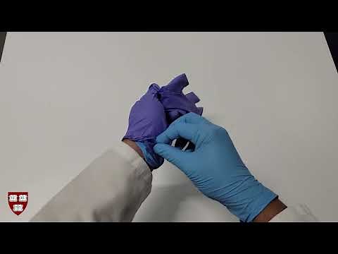 Laboratory Glove Removal Technique