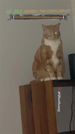 House defences engaged 🐾😂🐱 #cute #cat #trending