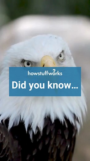 5.5K views · 56 reactions | Did you know the turkey was almost the U.S. national bird? Believe it or not, Founding Father Benjamin Franklin favored the turkey as the national bird, instead of the bald eagle, calling it more "respectable." Nevertheless, the bald eagle was chosen as a symbol of strength, courage and freedom. Learn more: https://animals.howstuffworks.com/birds/bald-eagles.htm?utm_source=facebook | Howstuffworks | Facebook
