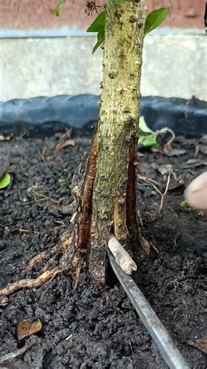 Added shards to the #carmonaRetusa ingredient #bonsaitree #hokianti | Imelda Bonsai