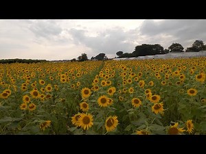 4K・Walking in Kiyose city, Tokyo. Festival and sunflowers.