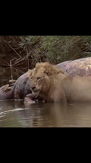 Everyone Runs from Crocodiles… But the Tiger Fights Back! 🐊🐯 #trending #animals #wildlife #crocodile | Facts Short