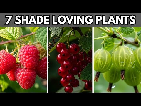 7 Shade Loving Plants You Need To Grow Today!!
