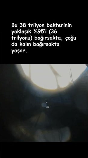 Hücreler ve bakteriler