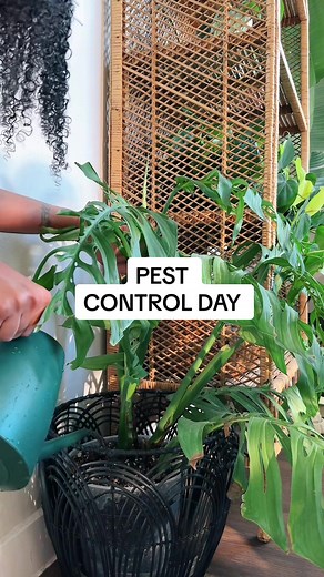 Effective Houseplant Pest Prevention with Systemic Granules