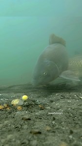 296K views · 1.4K reactions | Nach langem Suchen hab ich sie endlich gefunden. In einer ruhigen Ecke, voll mit Totholz, nur mit dem Boot zugänglich. Genau dort hatten sich die Fische versteckt. Ein echter Geheimtipp, den kaum jemand beangelt. Also Boot geschnappt, Köder platziert.Jetzt heißt es nur noch abwarten. #karpfenangeln #fishinglife #anglerabenteuer #carpfishing #tightlines #naturelovers #catchoftheday #fishingdaily #angeln | keepfishingtv | Facebook