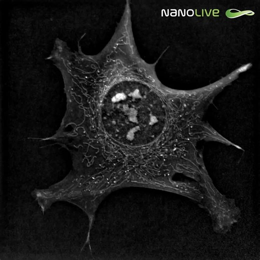 This is indeed one of our all-times favourites! 💚 A beautiful pre-adipocyte cell imaged with #Nanolive's label-free microscope #metabolism#foryou