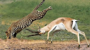 The Failed Leopard The Leopard Was Finally Taken Down By The Impala After The Intense Chase.mp4 | Wild life Animals